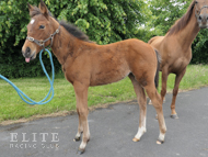 ELITE RACING CLUB SHOP